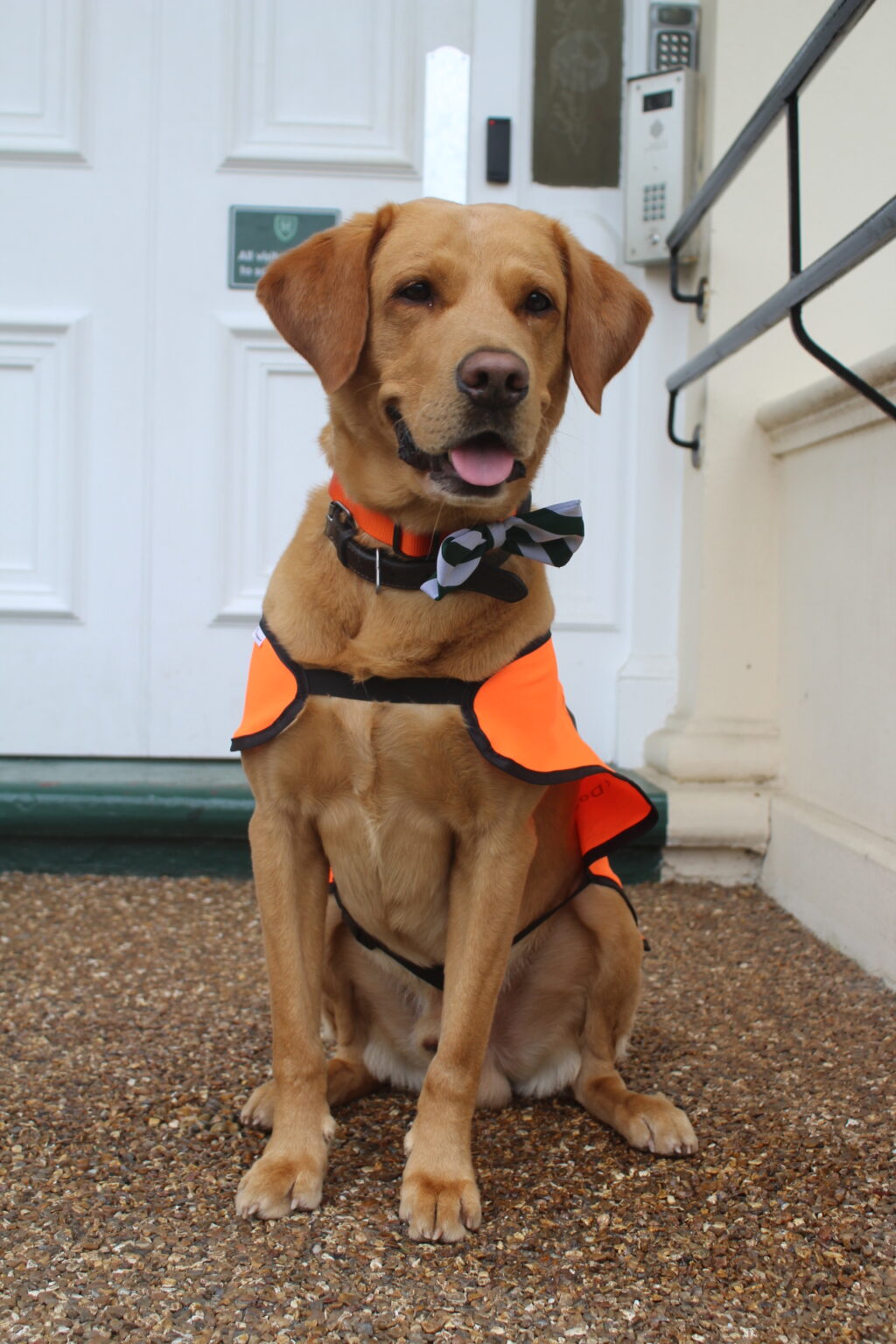Surbiton High School | Ozzy the School Therapy Dog's First Day at ...