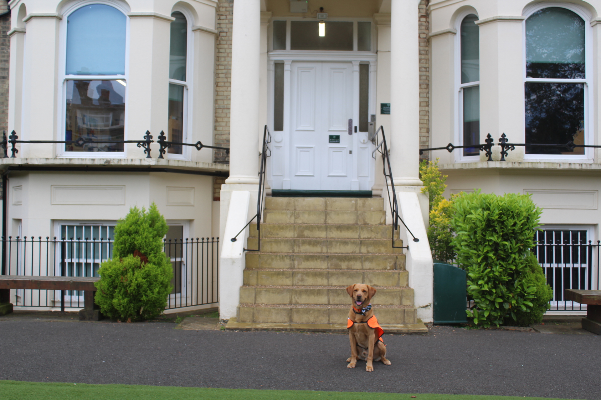 Surbiton High School | Ozzy the School Therapy Dog's First Day at ...